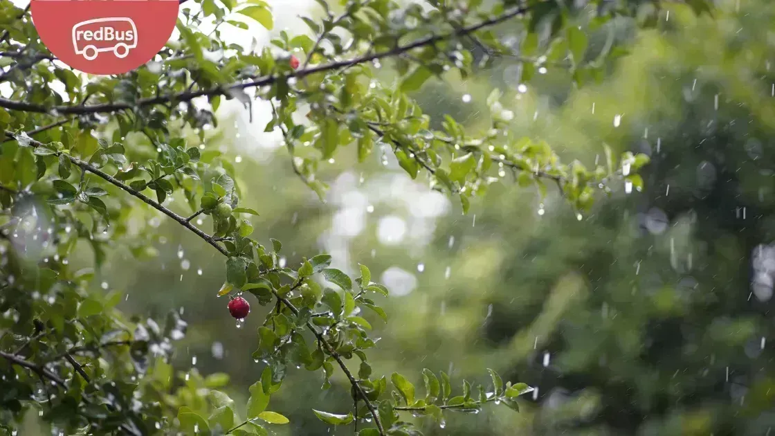 Primo Bus Booking | Book Luxury Sleeper or Seater Buses on redBus