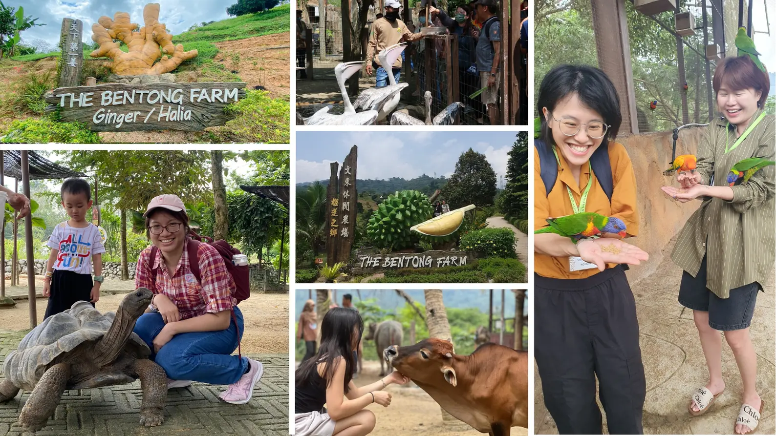 The Bentong Farm Ticket at FLAT 20% OFF